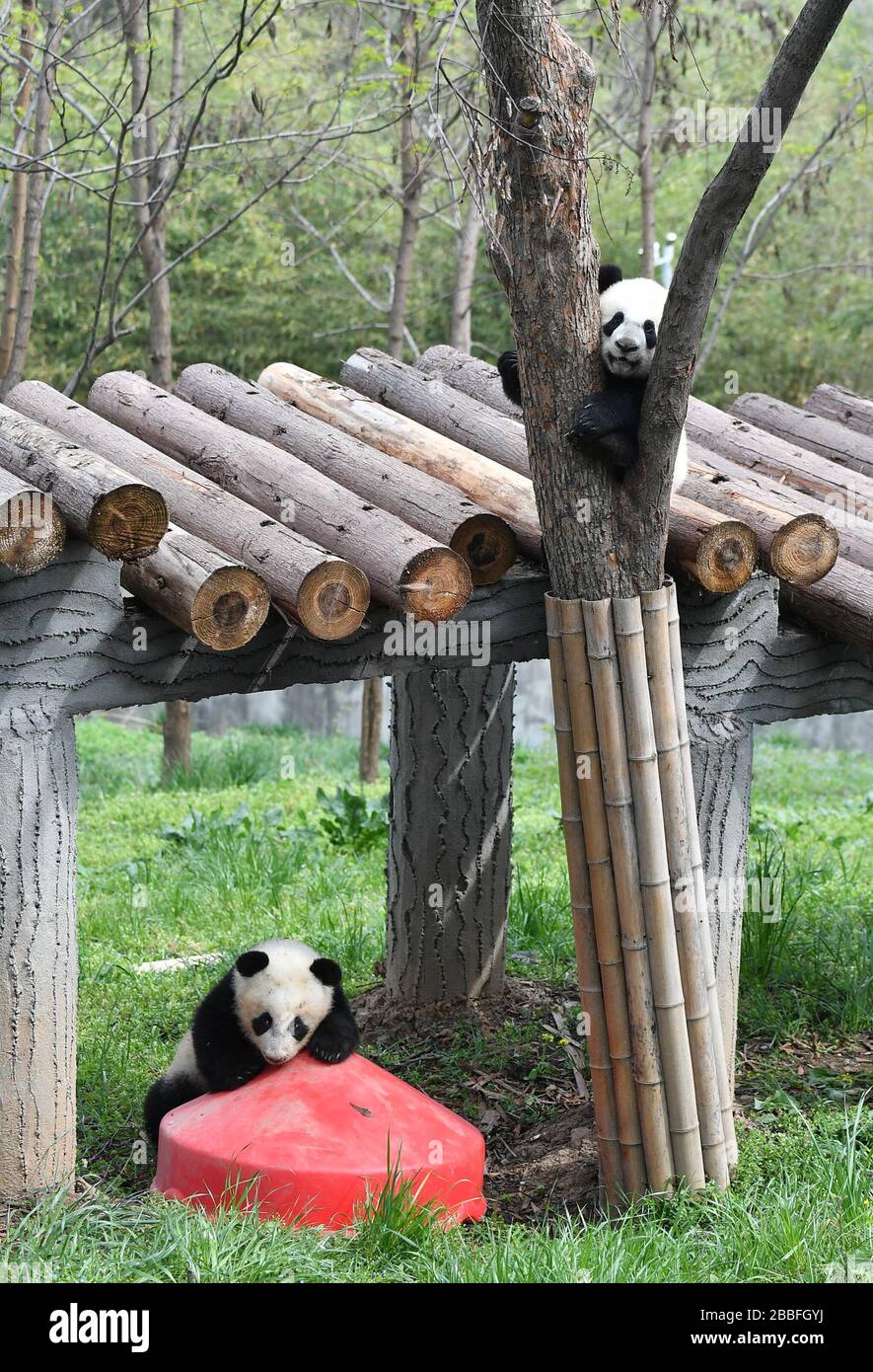 Xi'an. 31st Mar, 2020. Giant panda "Qin Kuer" (upper) and "Jia Jia ...