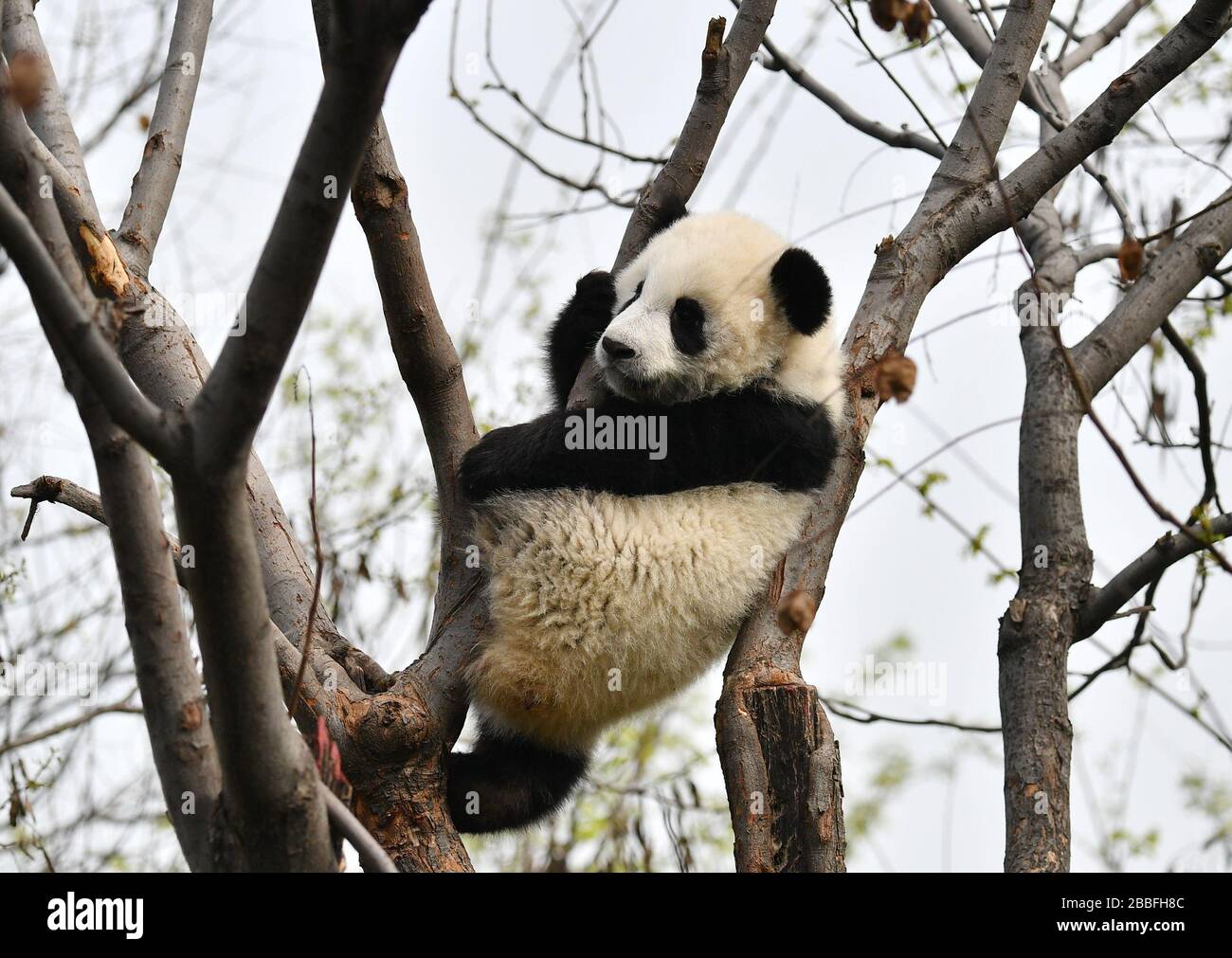 Xi'an. 31st Mar, 2020. Giant panda "Qin Kuer" plays at the Qinling ...