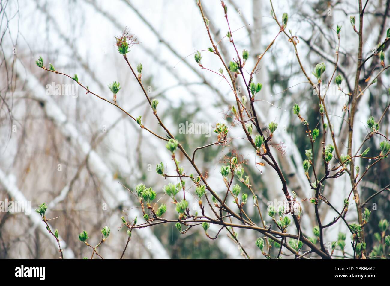 spring tree and rain Stock Photo - Alamy