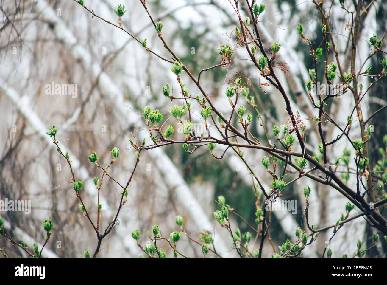 Garden backlight rain hi-res stock photography and images - Alamy