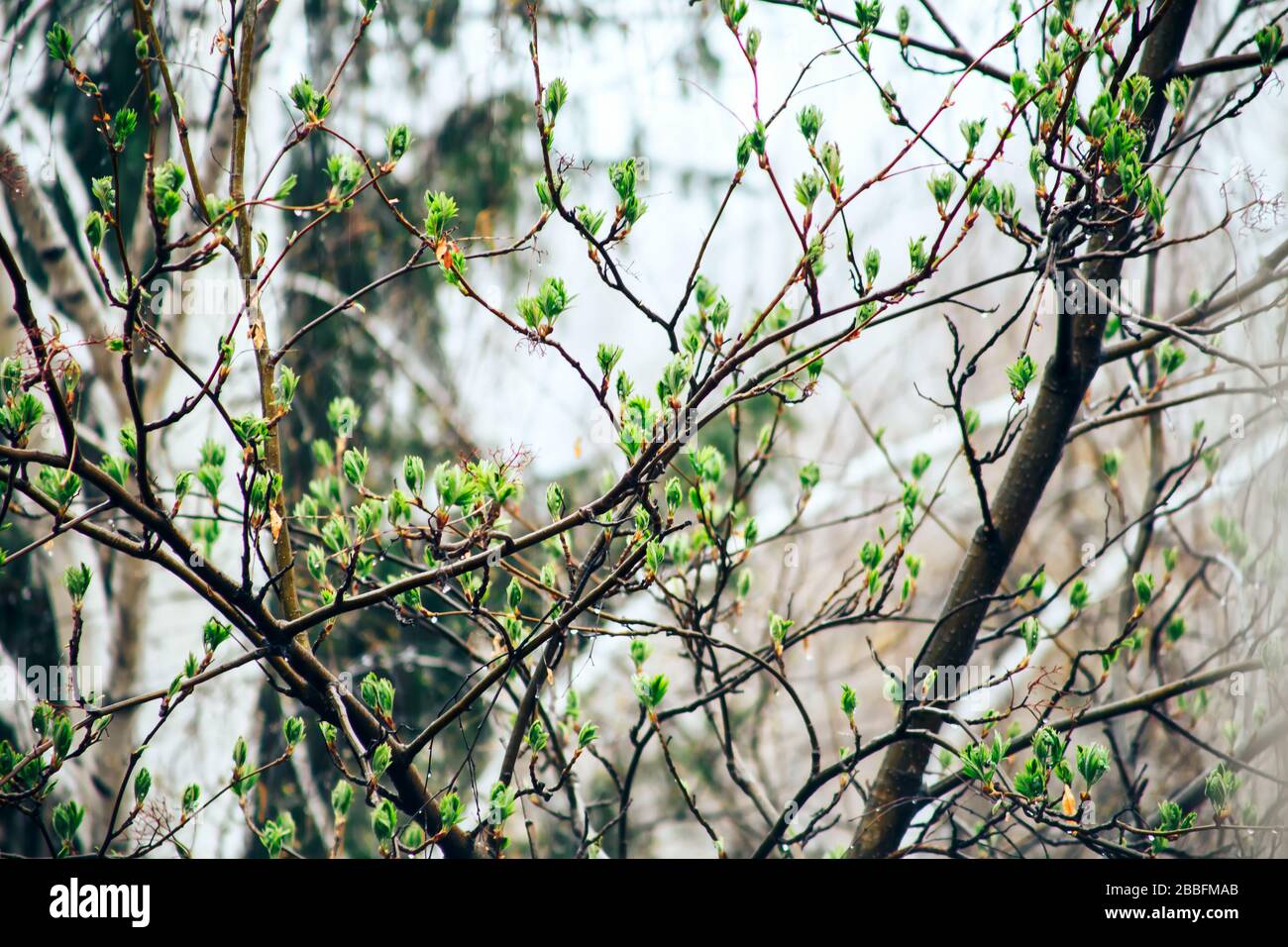 spring tree and rain Stock Photo - Alamy