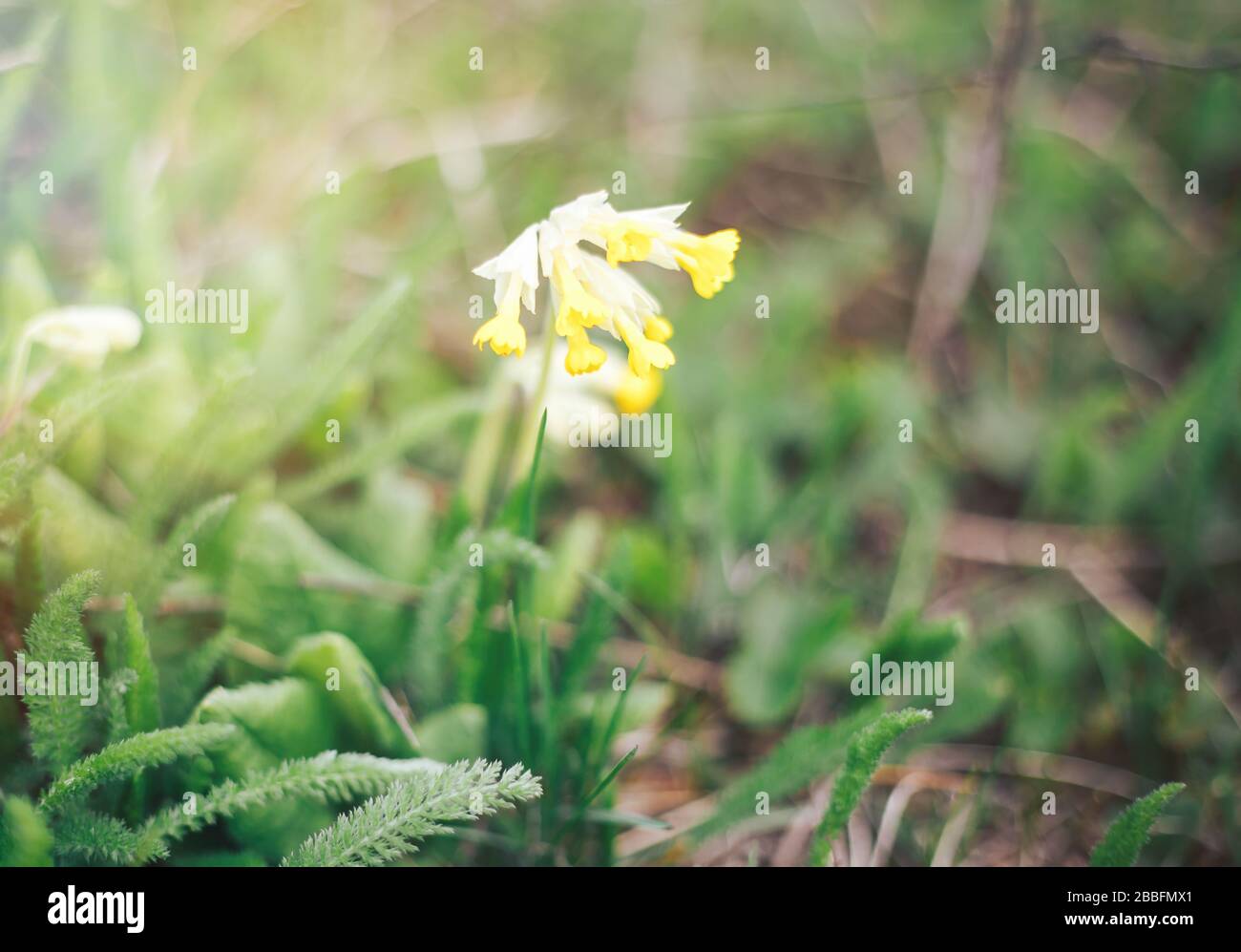 spring yellow flower Stock Photo - Alamy