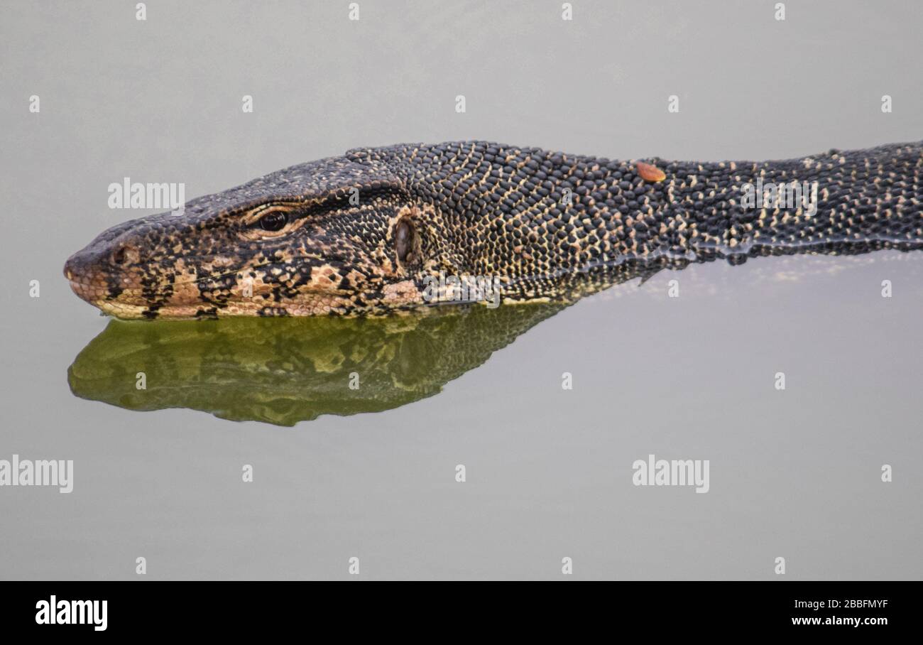 Large scaled water monitor hi-res stock photography and images - Alamy