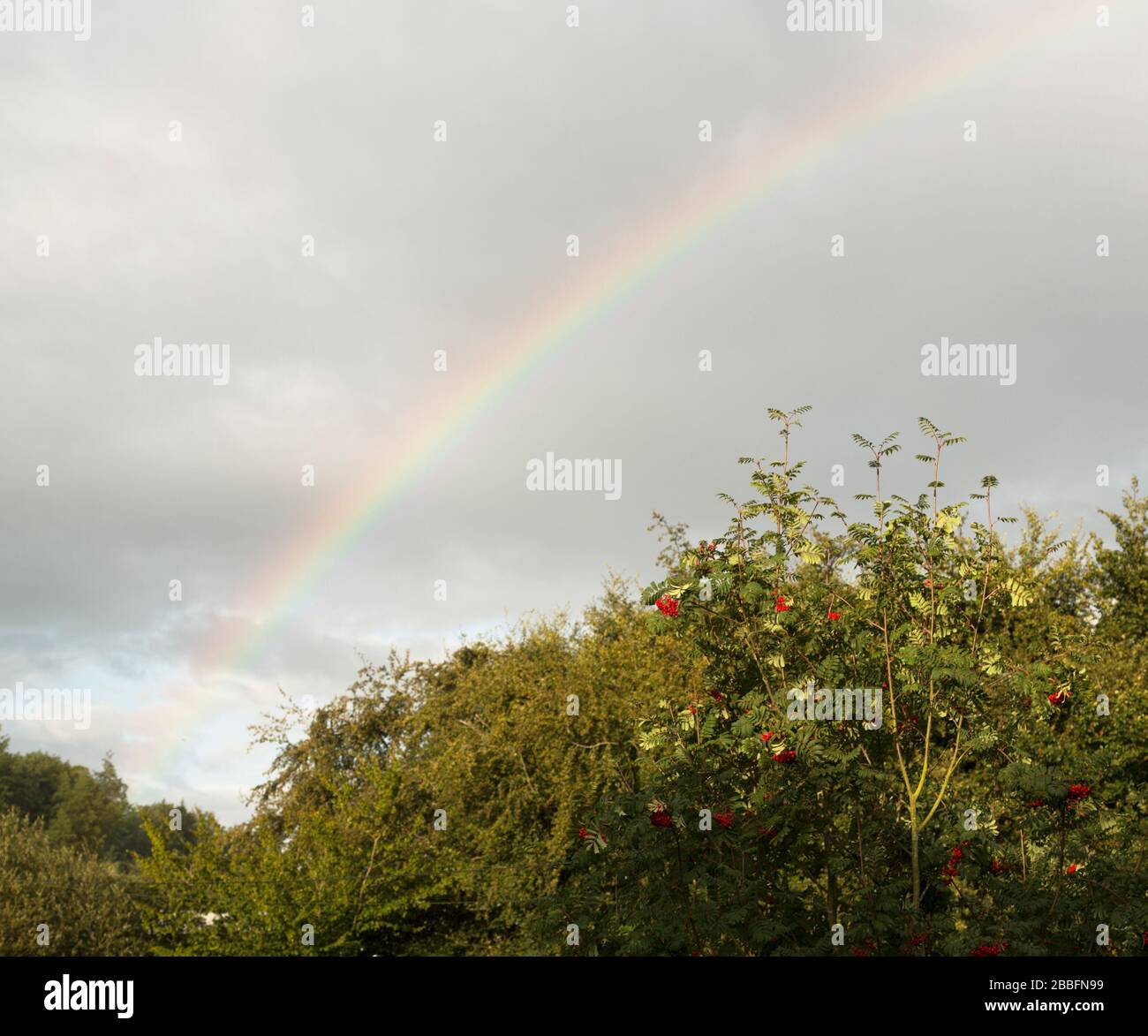 Nature's brushstroke: A vibrant rainbow graces the sky, painting a ...
