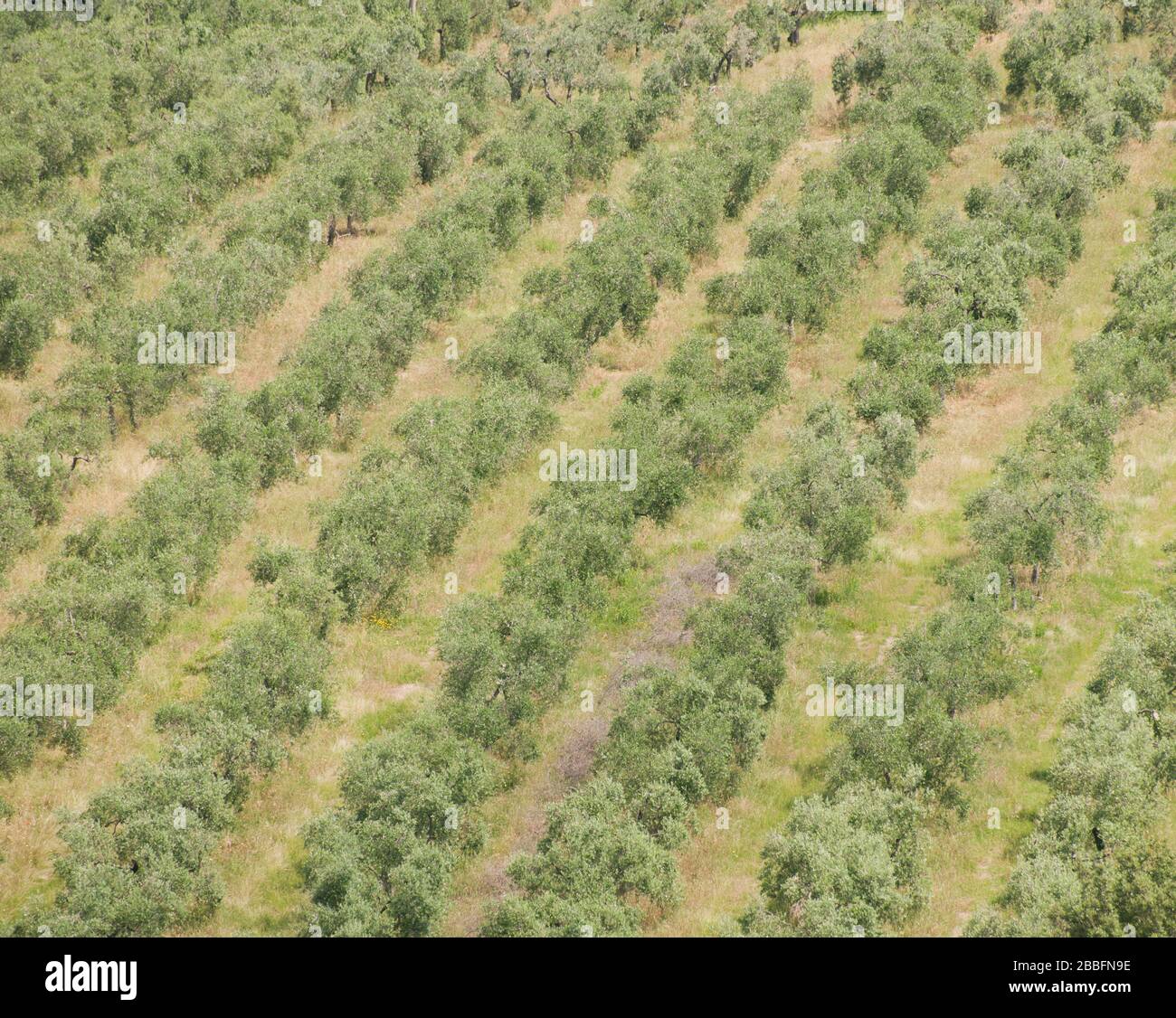 detail of olive garden with olive trees planted in rows from above ...