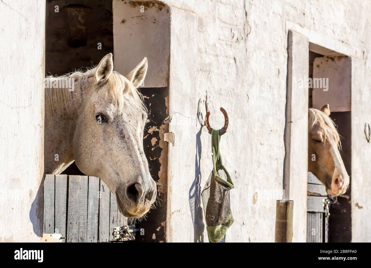 Horses in stall at white stables in the morning Stock Photo - Alamy