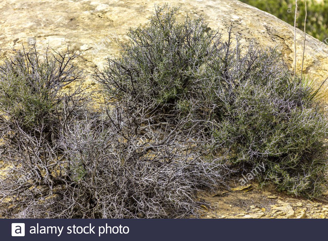 Blackbrush Stock Photos & Blackbrush Stock Images - Alamy
