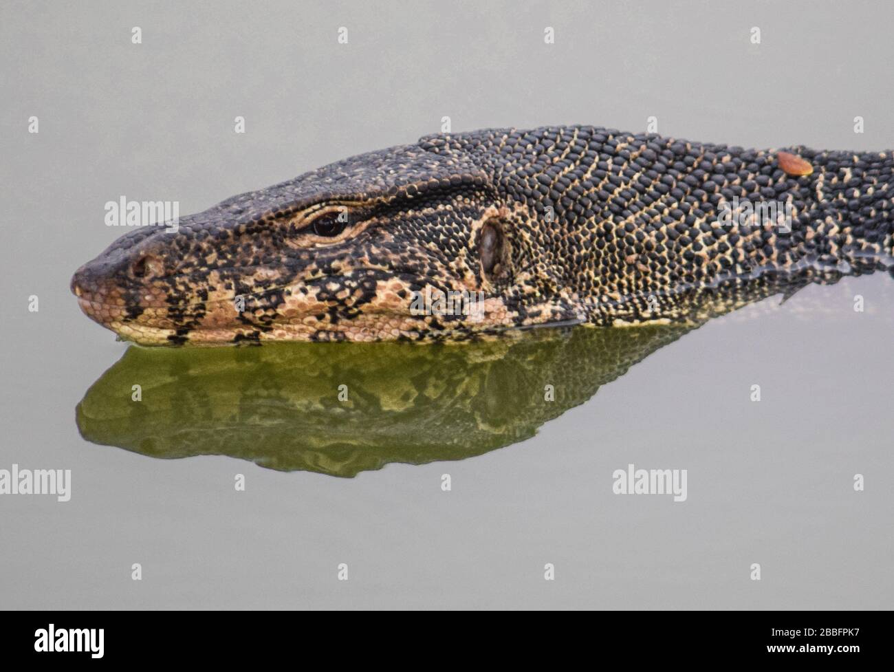 Large scaled water monitor hi-res stock photography and images - Alamy