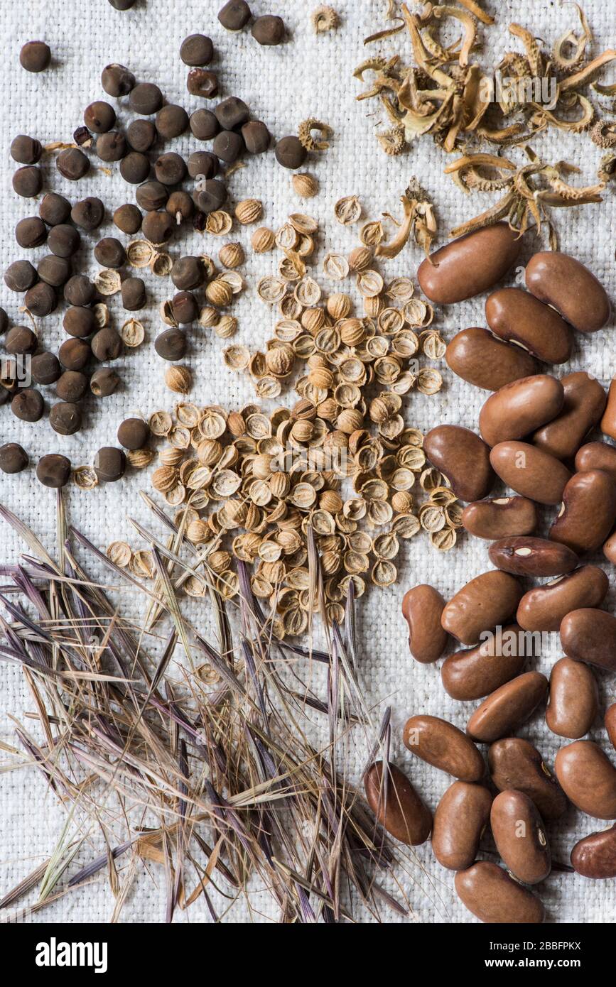 Spring flower and vegetable seeds Stock Photo - Alamy