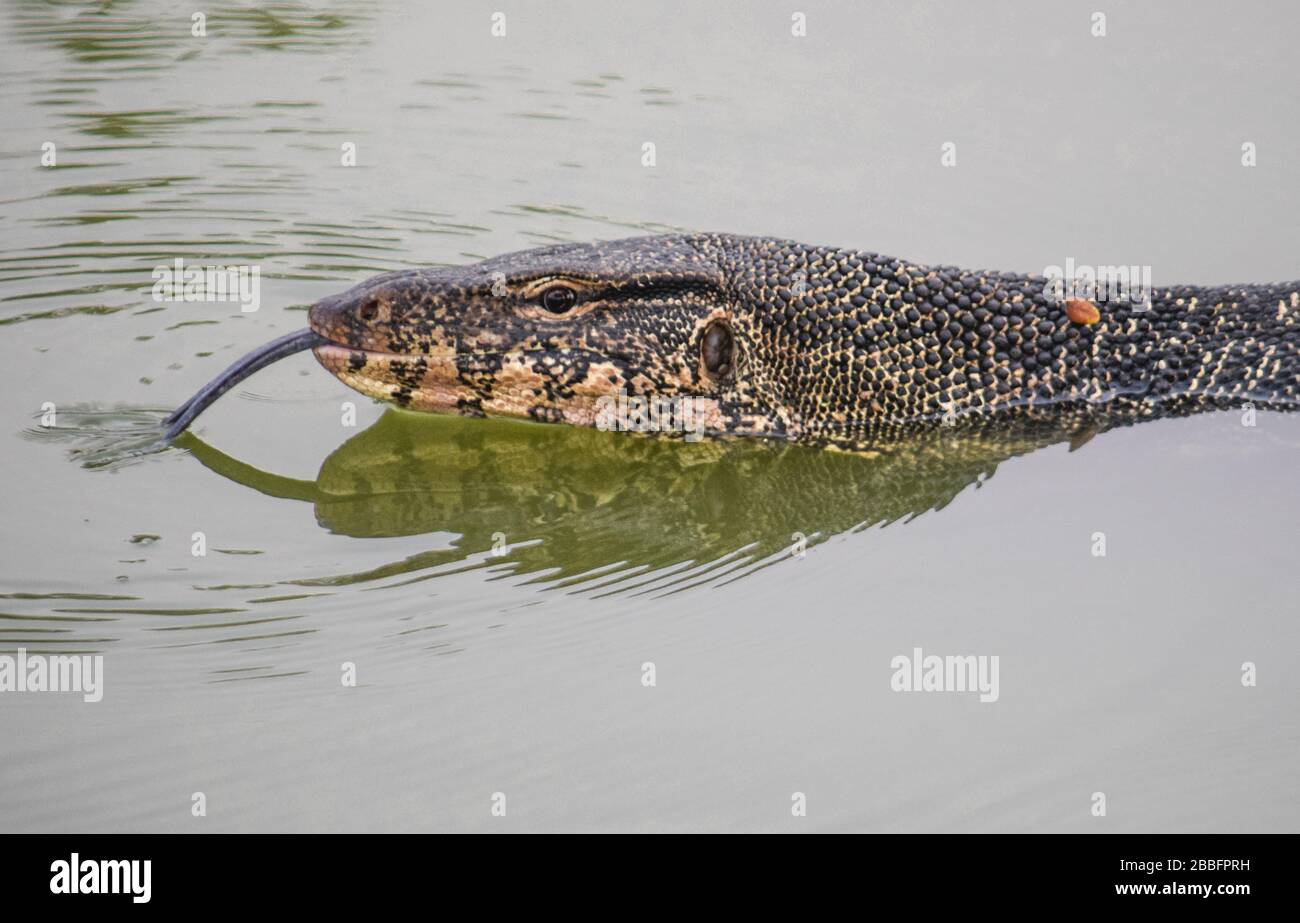 Large Water Monitor, Ayutthaya 110120 Stock Photo - Alamy
