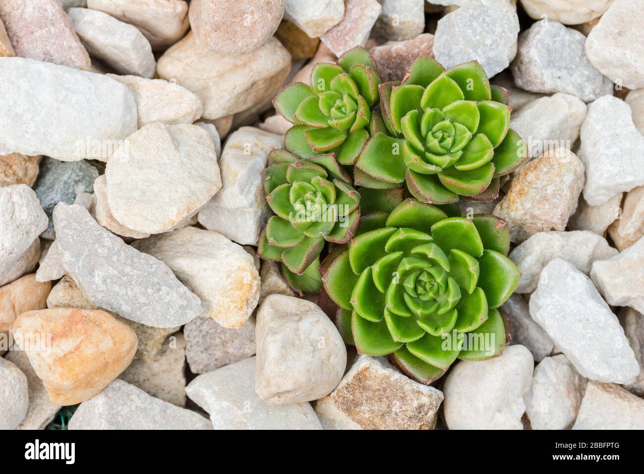 Green succulent plants isolated in white pebble rockery - top view ...
