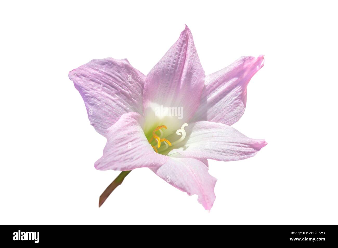 Lily flower on vintage Cut Out Stock Images & Pictures - Alamy