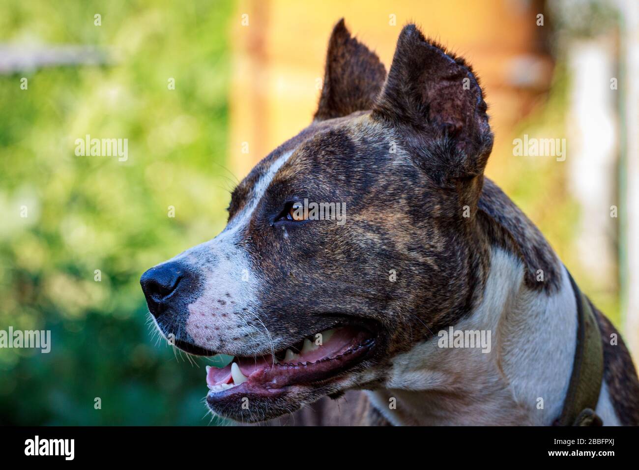 Muzzle of a large evil guard dog with large teeth close-up. The open ...