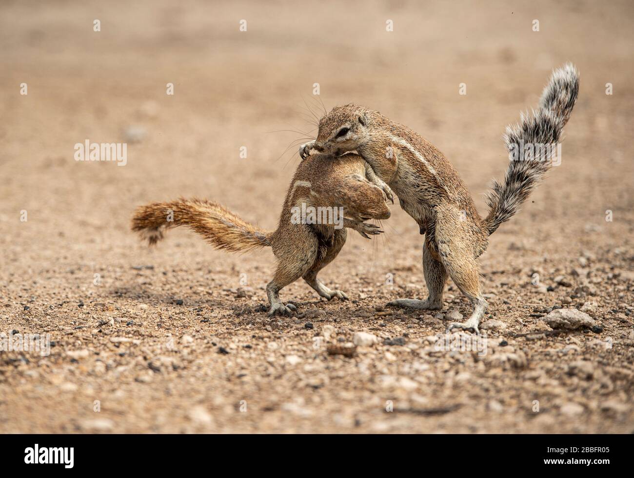 Fighting ground squirrels Stock Photo - Alamy