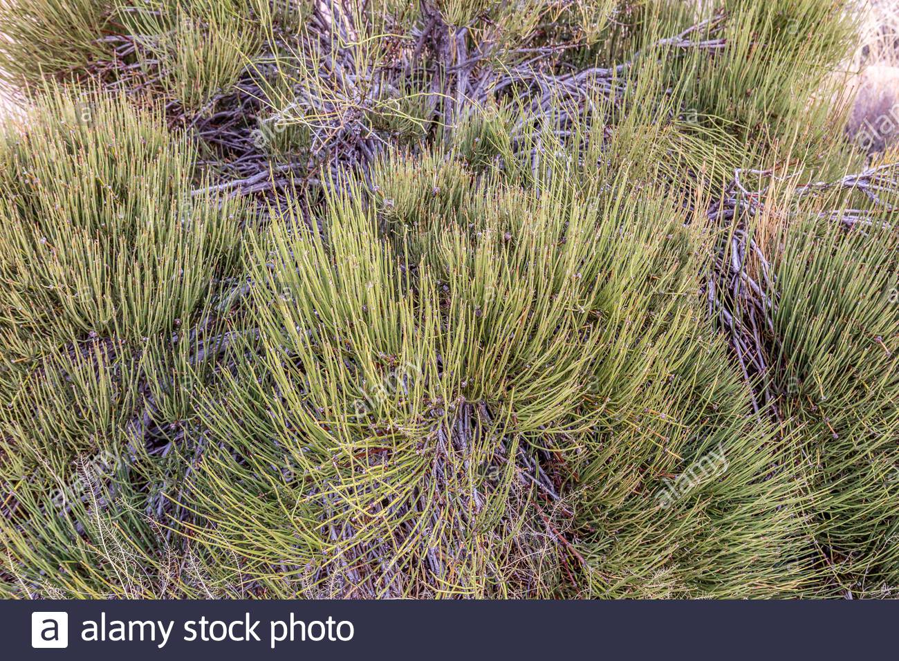 Ephedra High Resolution Stock Photography and Images - Alamy