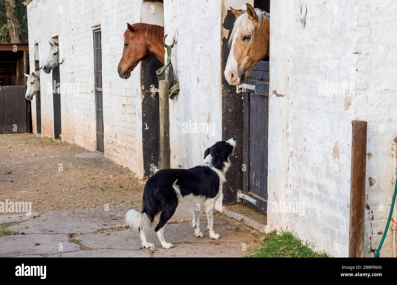 Dog horse stable hi-res stock photography and images - Alamy