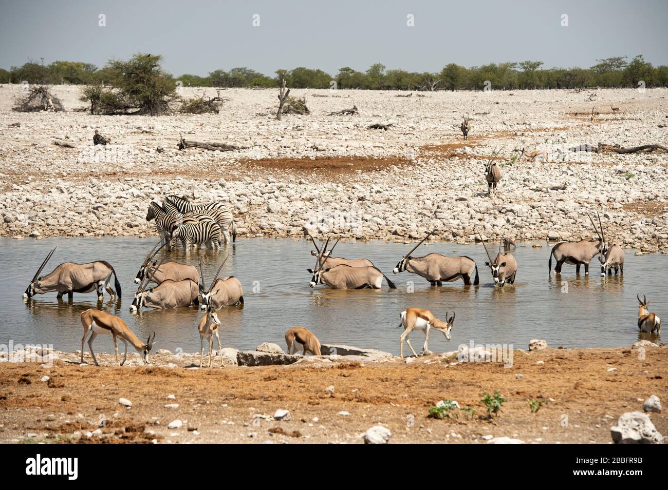 Gemsbok and springbok at waterhole Stock Photo - Alamy