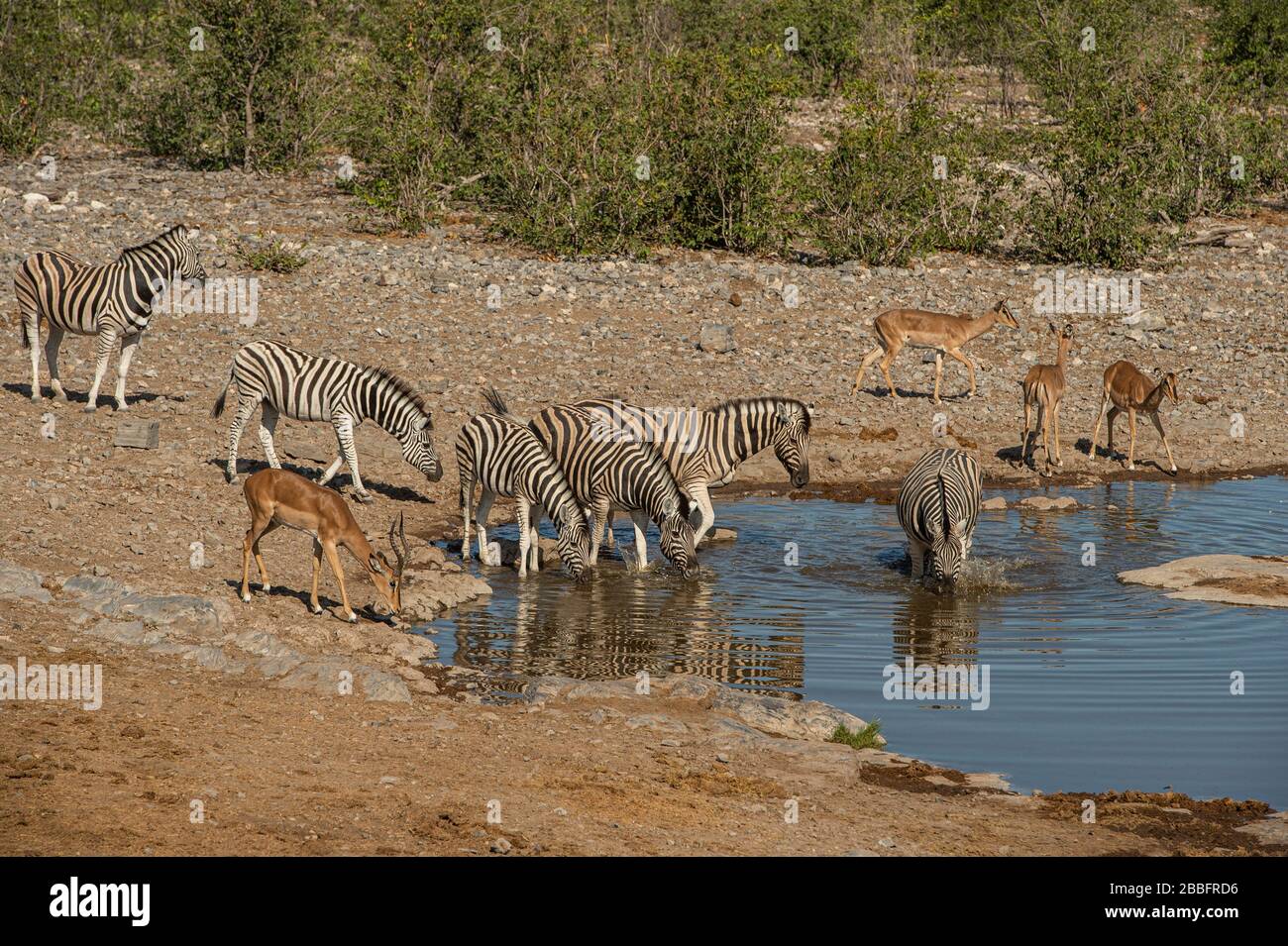 Zebra at a waterhole Stock Photo - Alamy