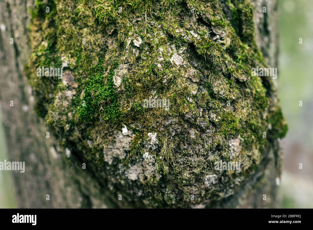 Mold growing on the bark tree. Nature texture Stock Photo - Alamy
