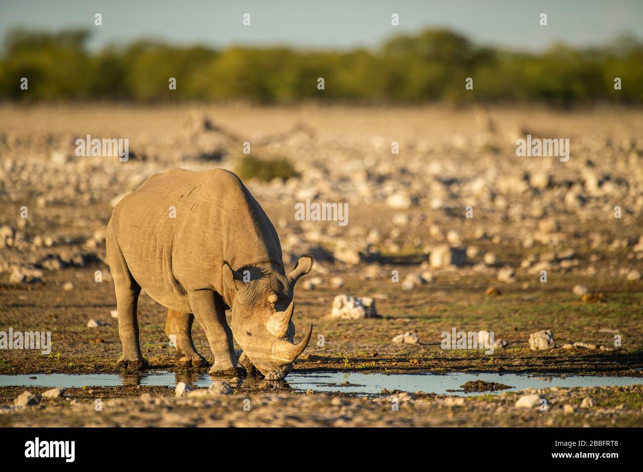 3 horned black rhino Stock Photo - Alamy