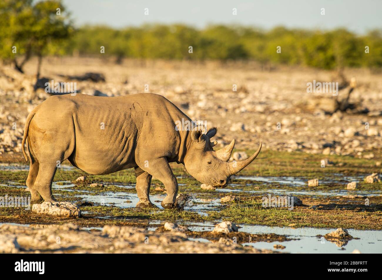 3 horned black rhino Stock Photo - Alamy