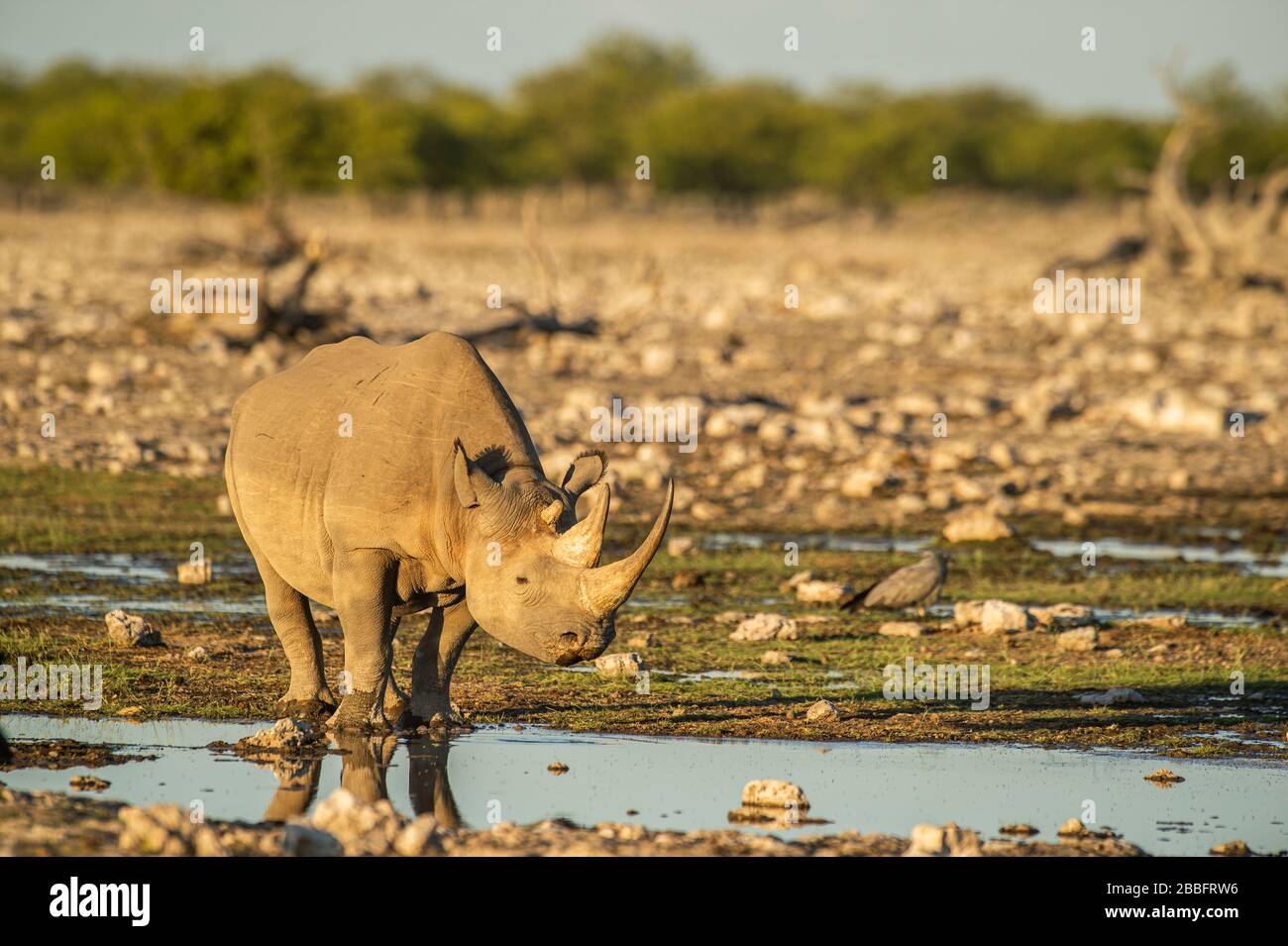 3 horned black rhino Stock Photo - Alamy