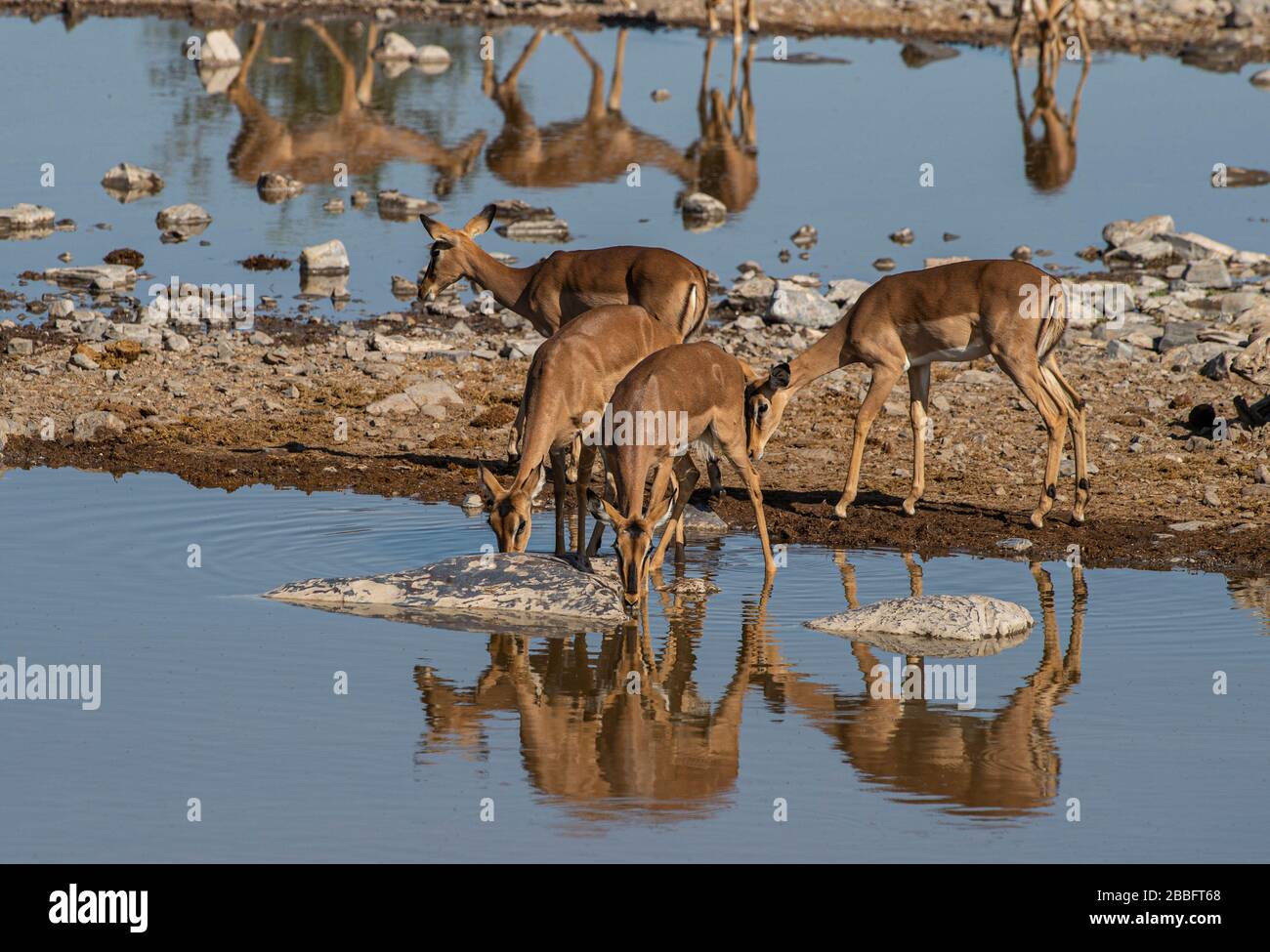 Impala at a waterhole Stock Photo - Alamy