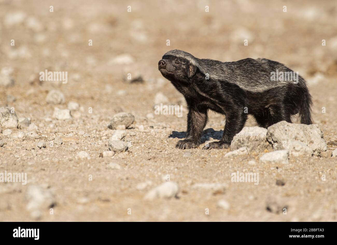 Honey badger hi-res stock photography and images - Alamy