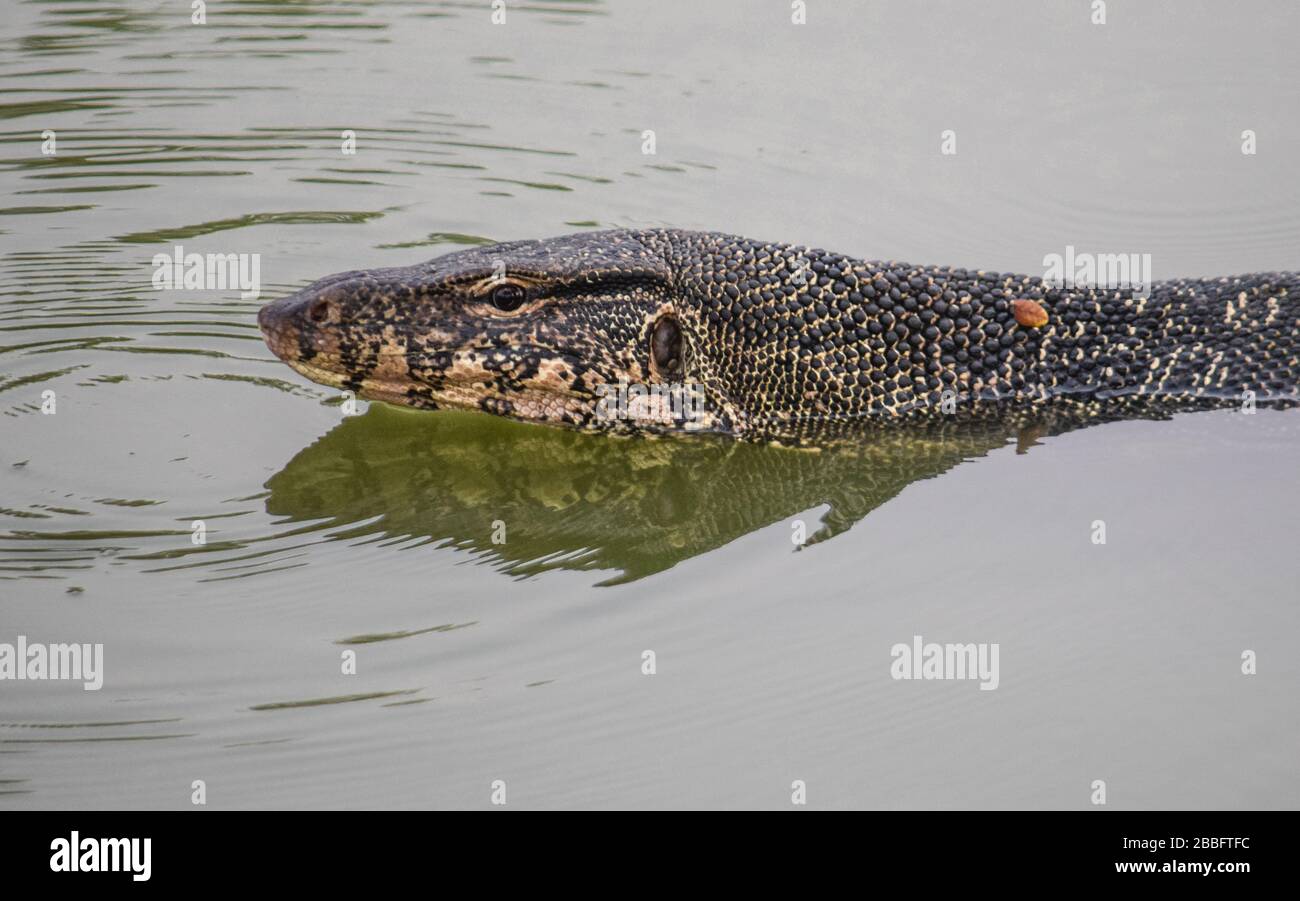 Large scaled water monitor hi-res stock photography and images - Alamy