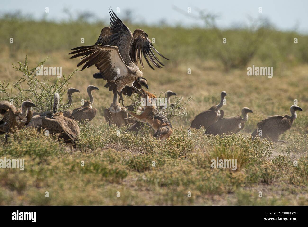 White backed vultures and Black-backed jackal fighting Stock Photo - Alamy