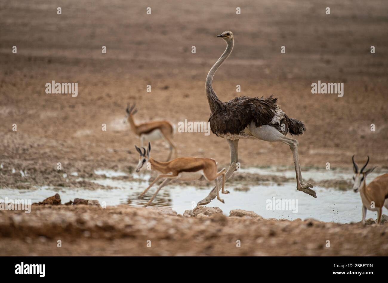 Ostrich running hi-res stock photography and images - Alamy