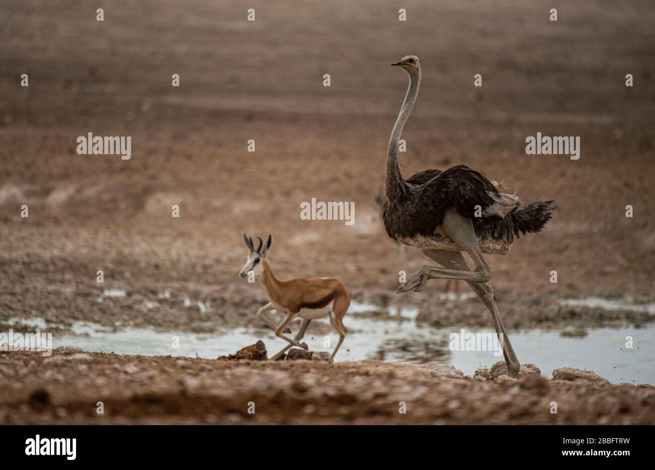 Ostrich running hi-res stock photography and images - Alamy
