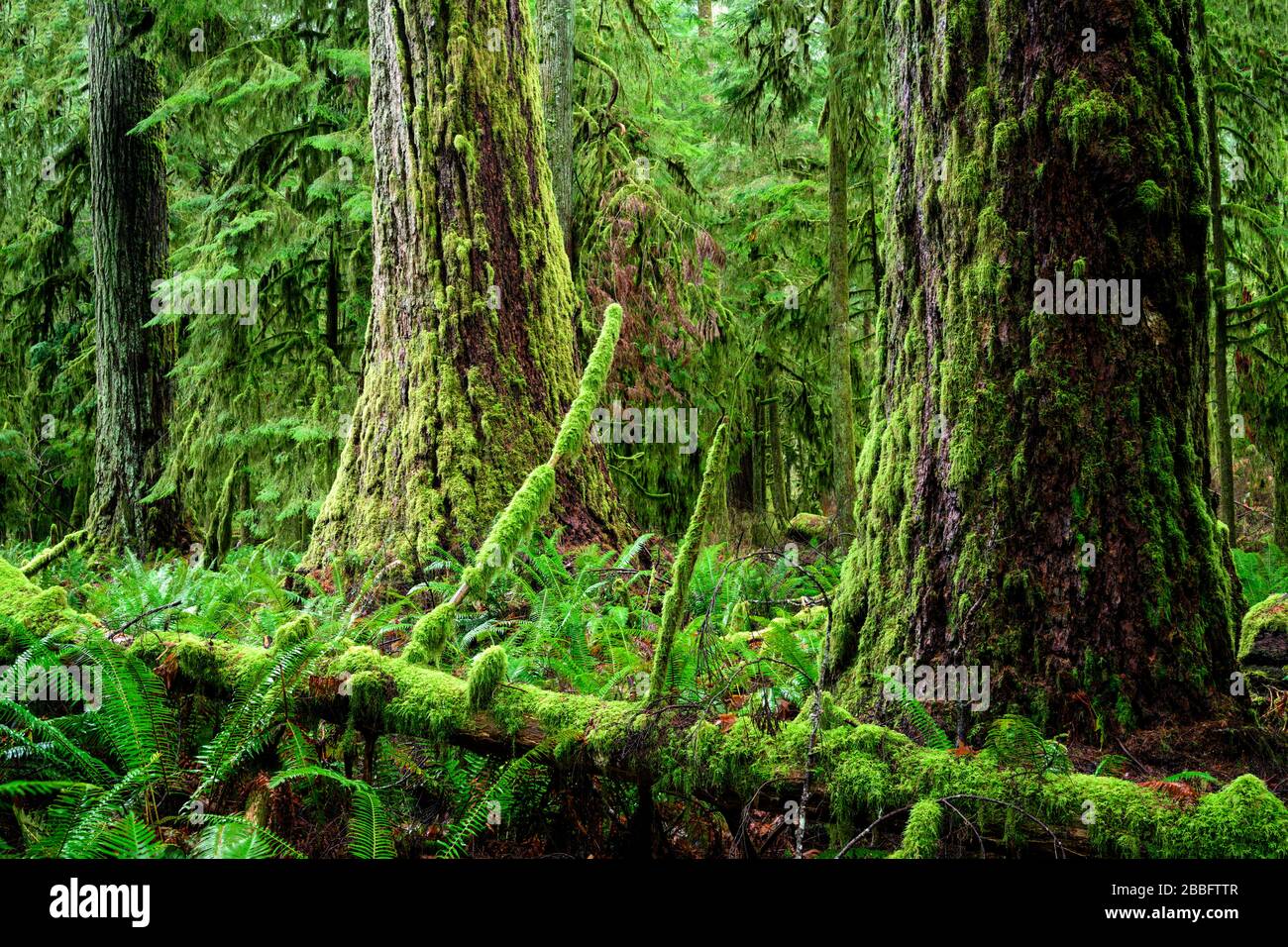 Fir trees and fern forest hi-res stock photography and images - Alamy