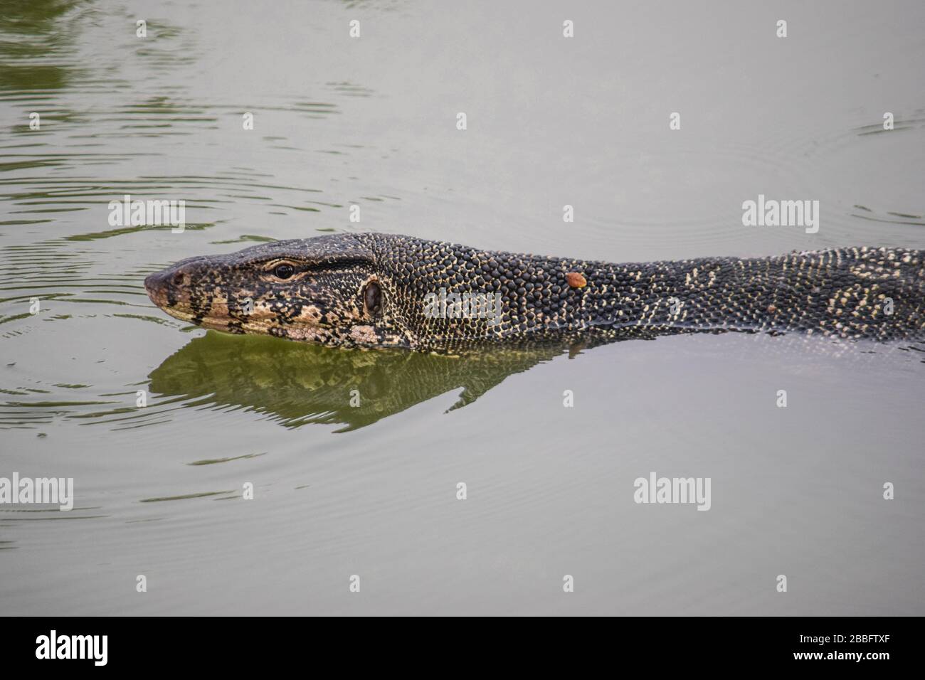 Large Water Monitor, Ayutthaya 110120 Stock Photo - Alamy