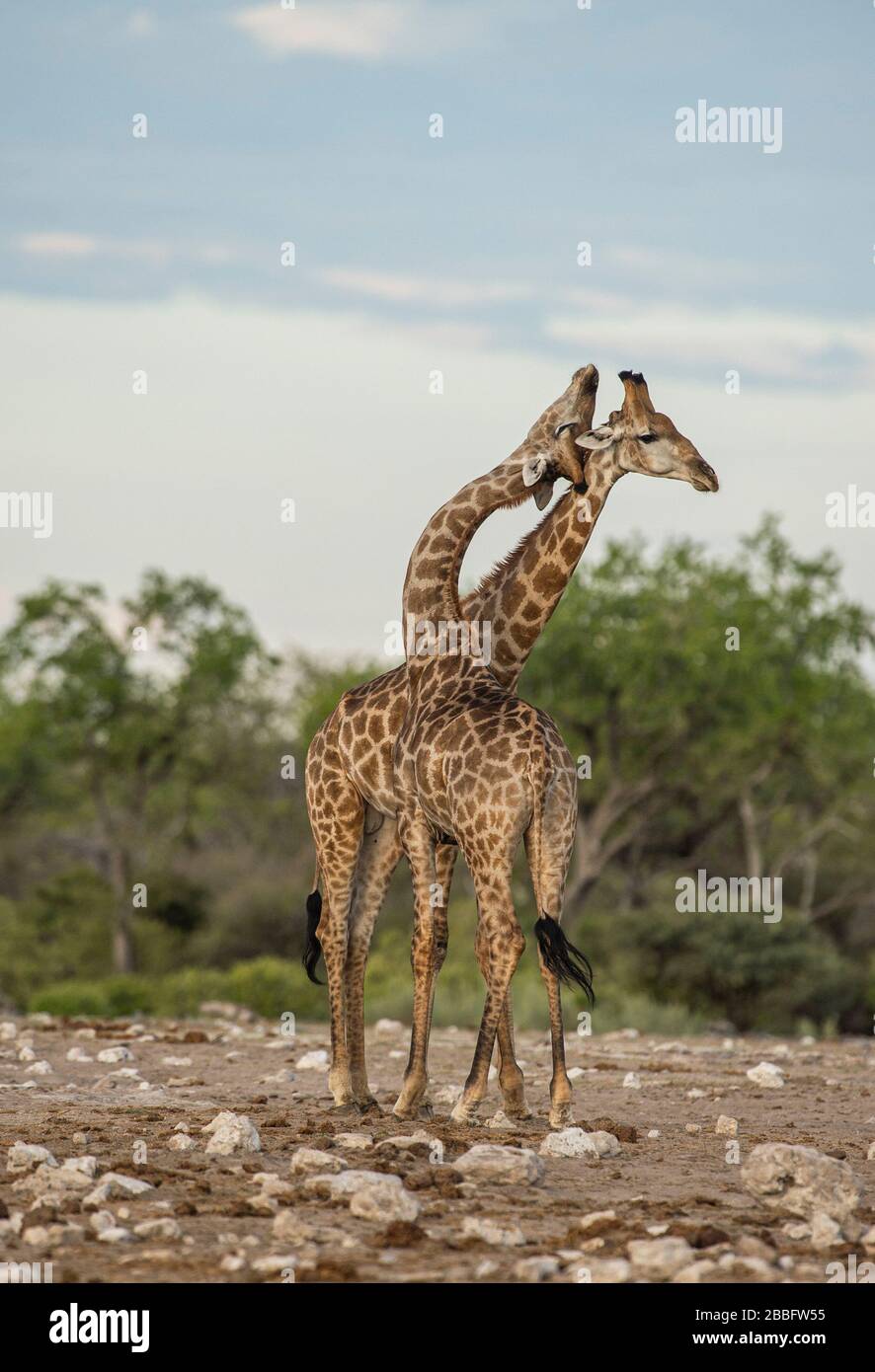 Giraffe mating hi-res stock photography and images - Alamy