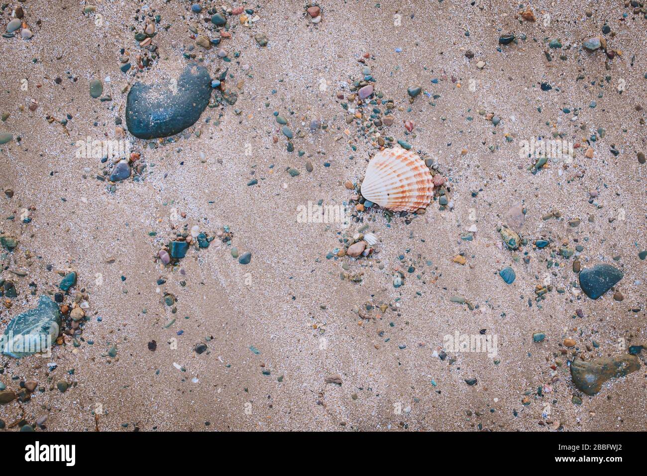 Cockle shells on a beach hi-res stock photography and images - Alamy