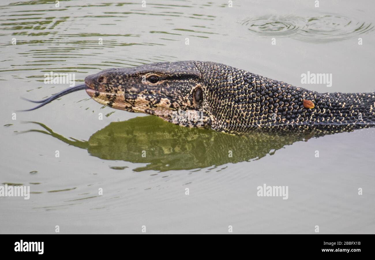 Large scaled water monitor hi-res stock photography and images - Alamy