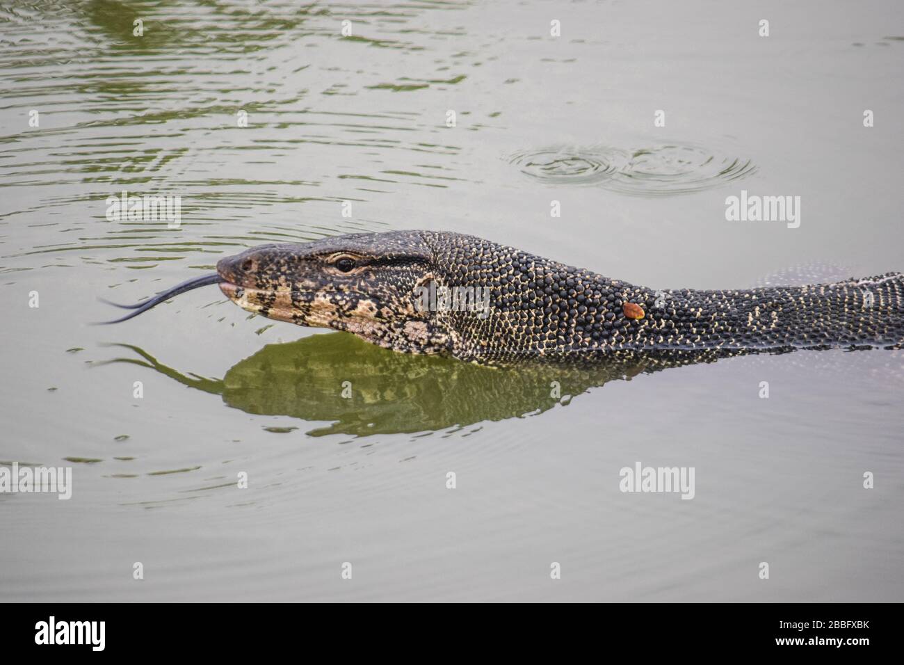 Large Water Monitor, Ayutthaya 110120 Stock Photo - Alamy