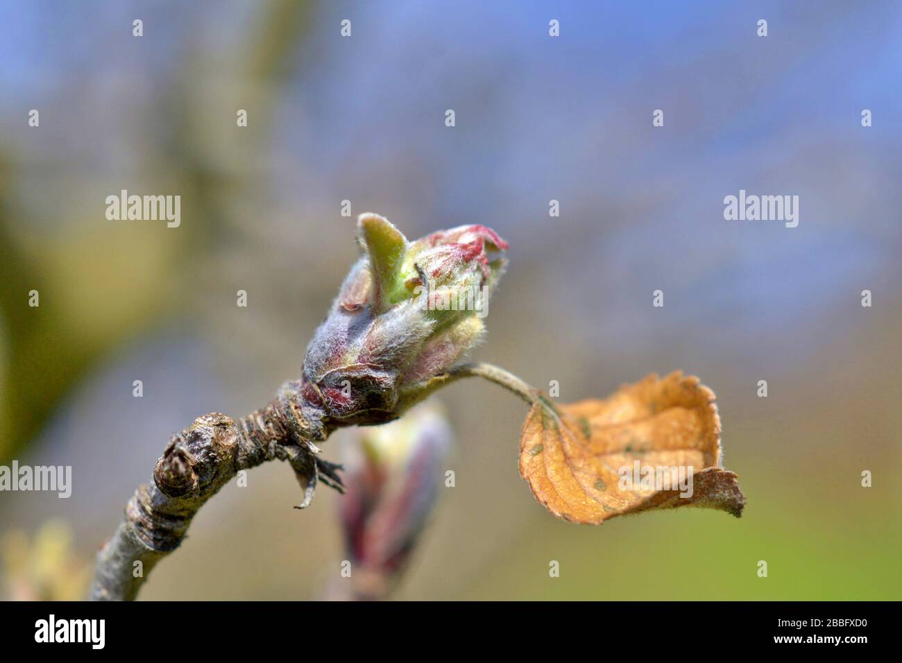 image of an apple bud ,agricuture concept Stock Photo - Alamy