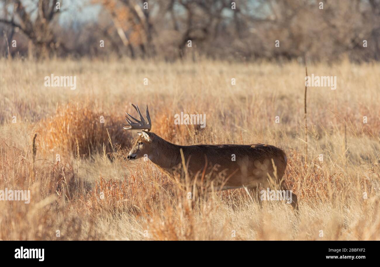 Whitetail Deer Buck in the Fall Rut in Colorado Stock Photo - Alamy