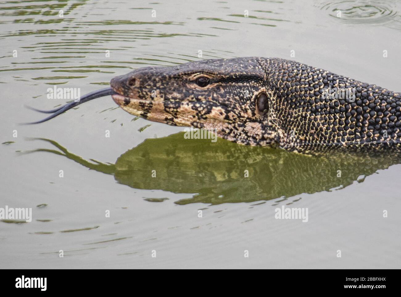 Large scaled water monitor hi-res stock photography and images - Alamy