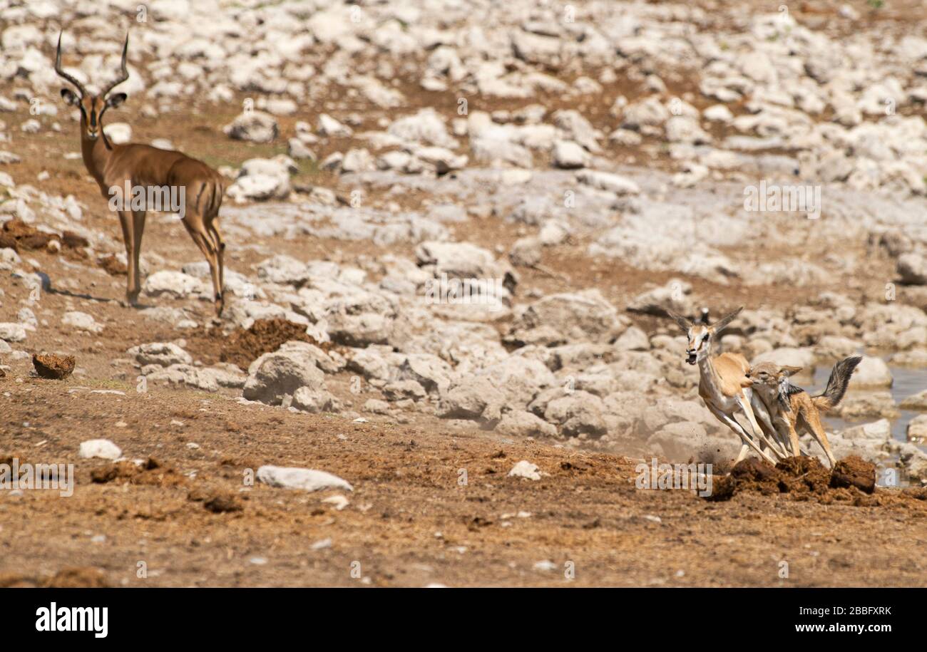Black-backed jackal attacks young springbok Stock Photo - Alamy