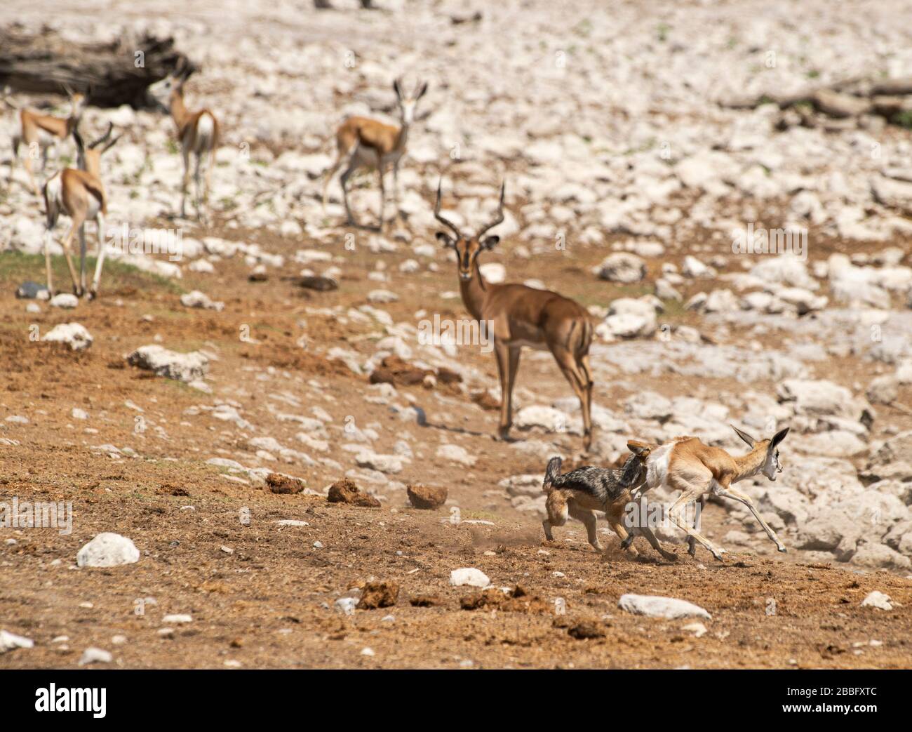 Black-backed jackal attacks young springbok Stock Photo - Alamy