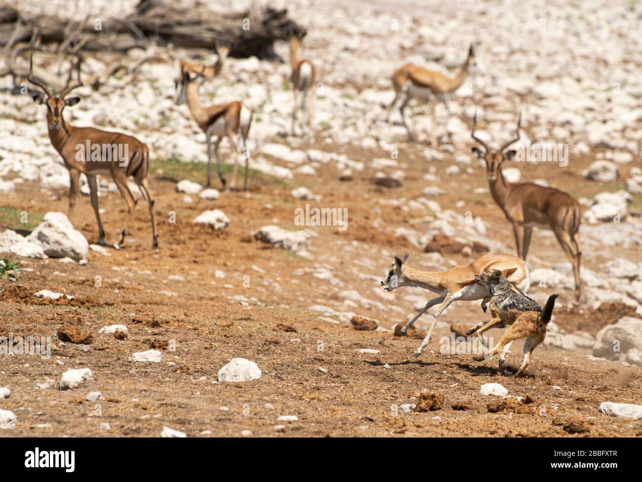 Black-backed jackal attacks young springbok Stock Photo - Alamy