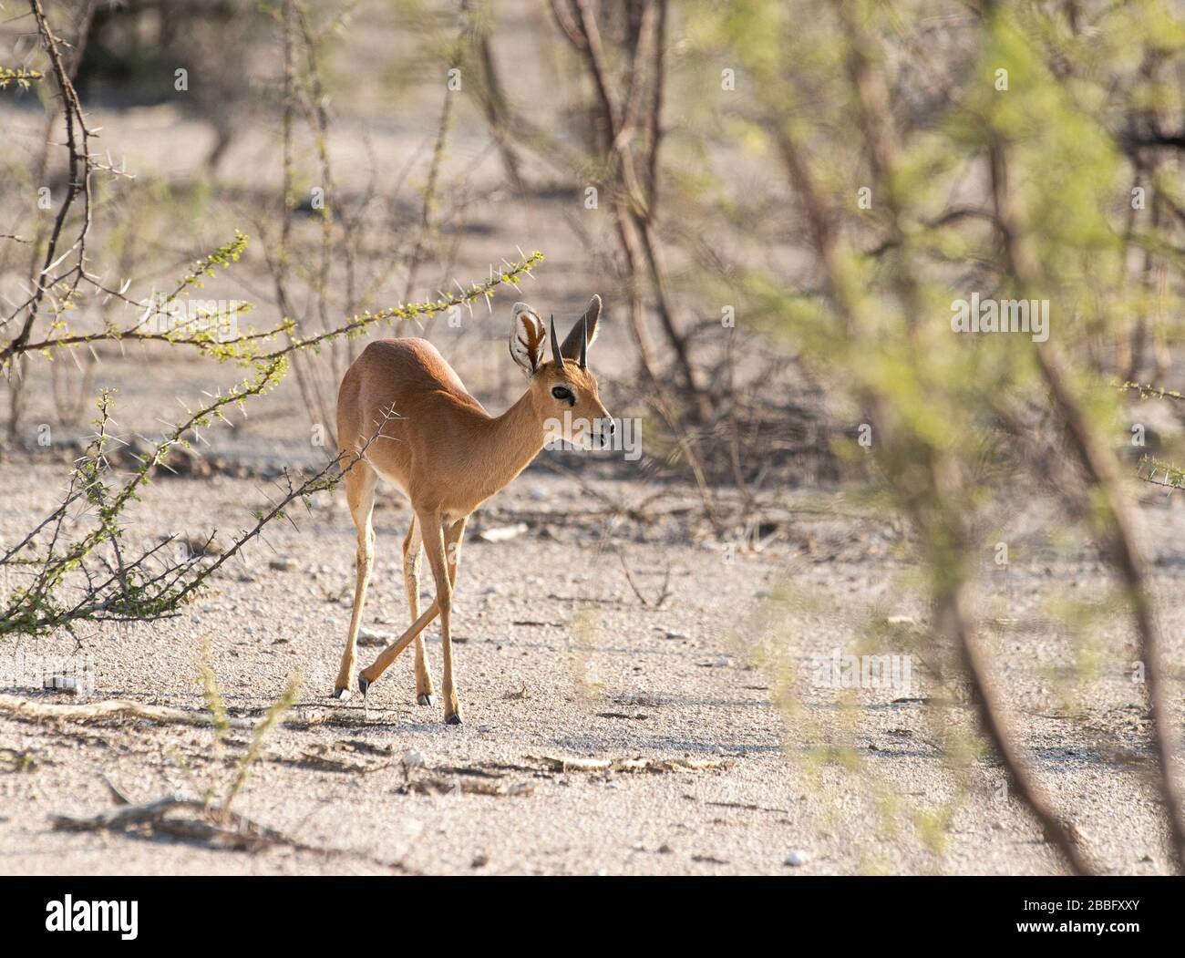 Steenbuck hi-res stock photography and images - Alamy