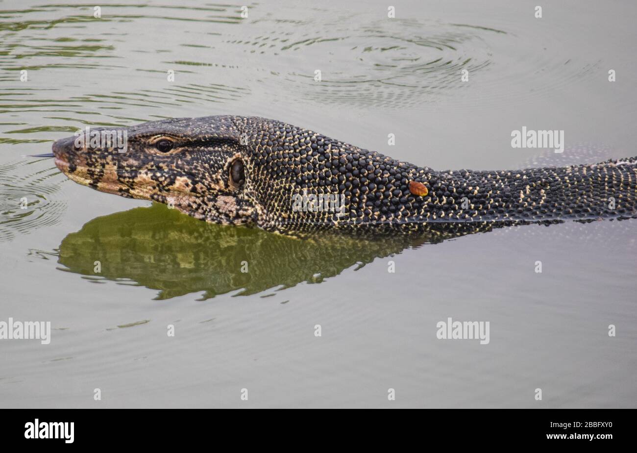 Large scaled water monitor hi-res stock photography and images - Alamy