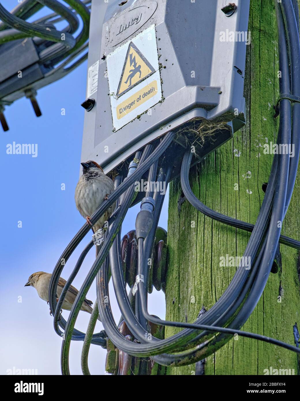 Sparrow Nest Building High Resolution Stock Photography and Images - Alamy