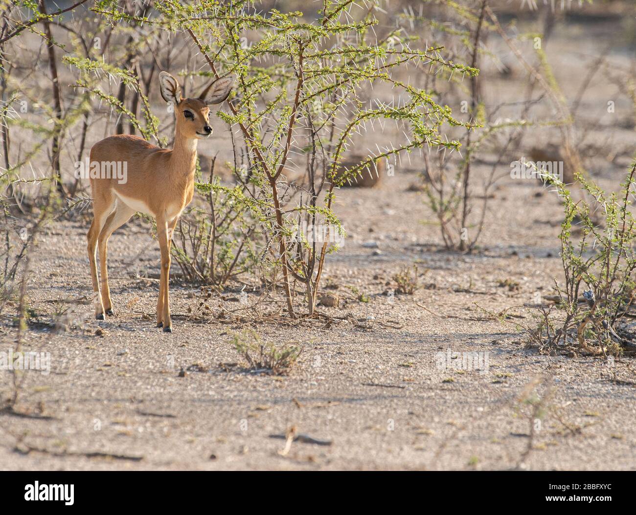 Steenbuck hi-res stock photography and images - Alamy