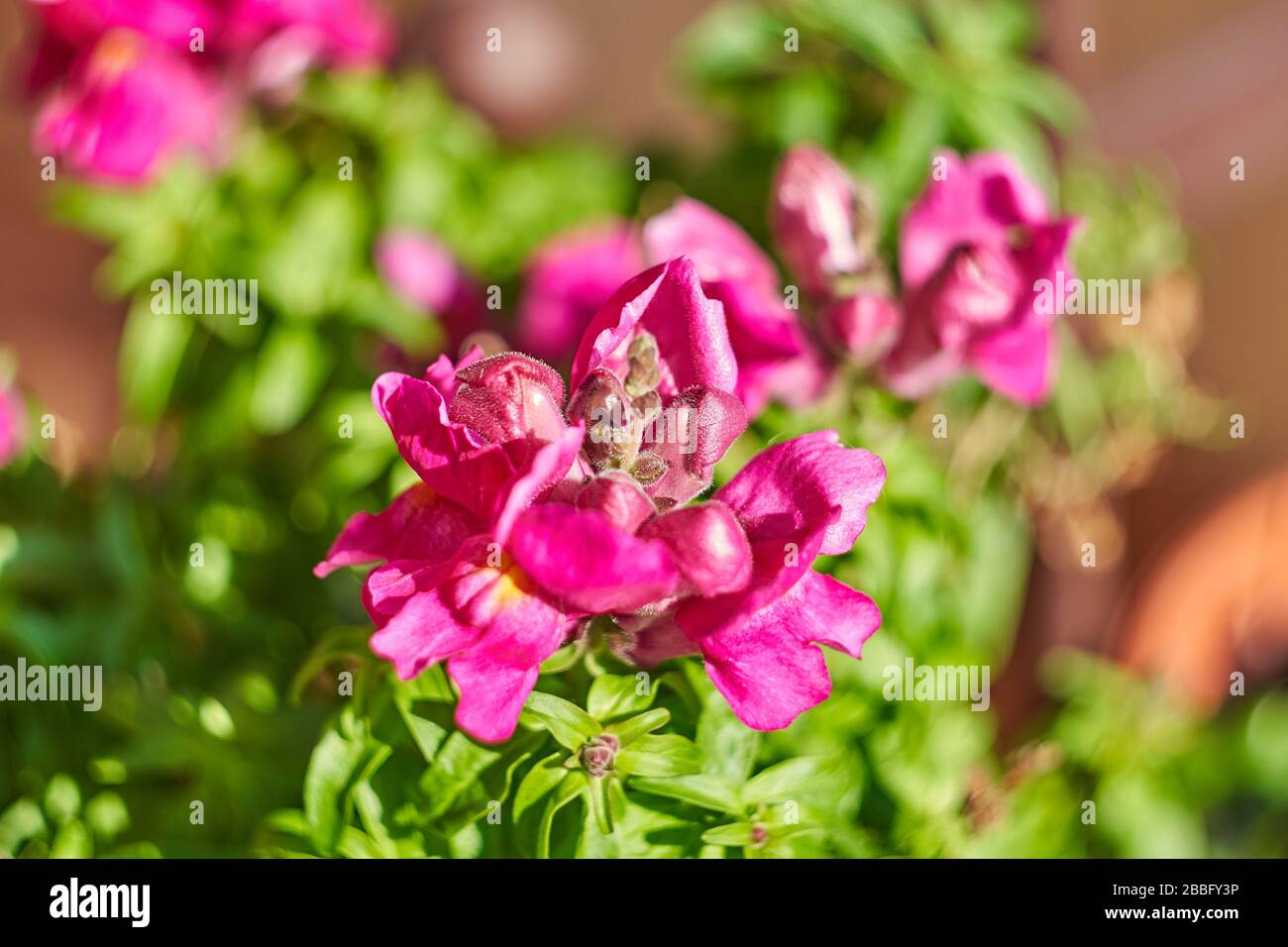 Helios flower hi-res stock photography and images - Alamy