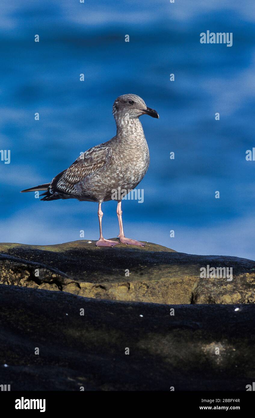 Western Gull, Larus occidentalis, California, USA, coast, young adult ...